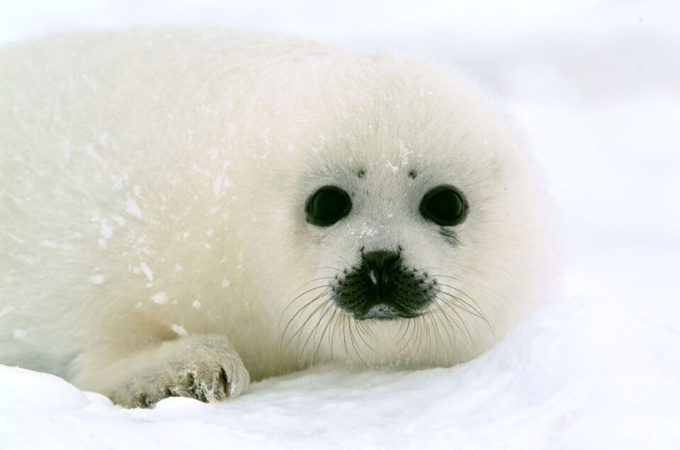 Fluff, Fur, And Feathers: 16 Most Adorable Animals In North America