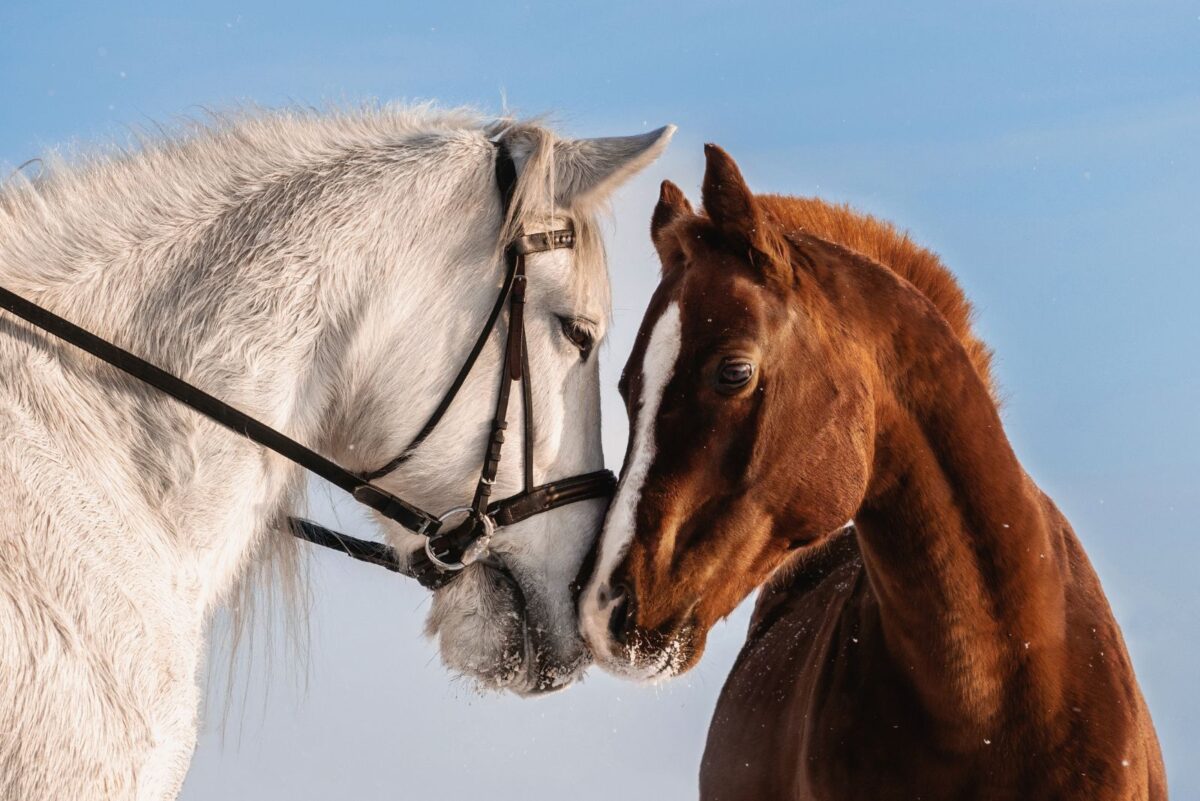 12 Animals That Are Surprisingly Emotional And Compassionate