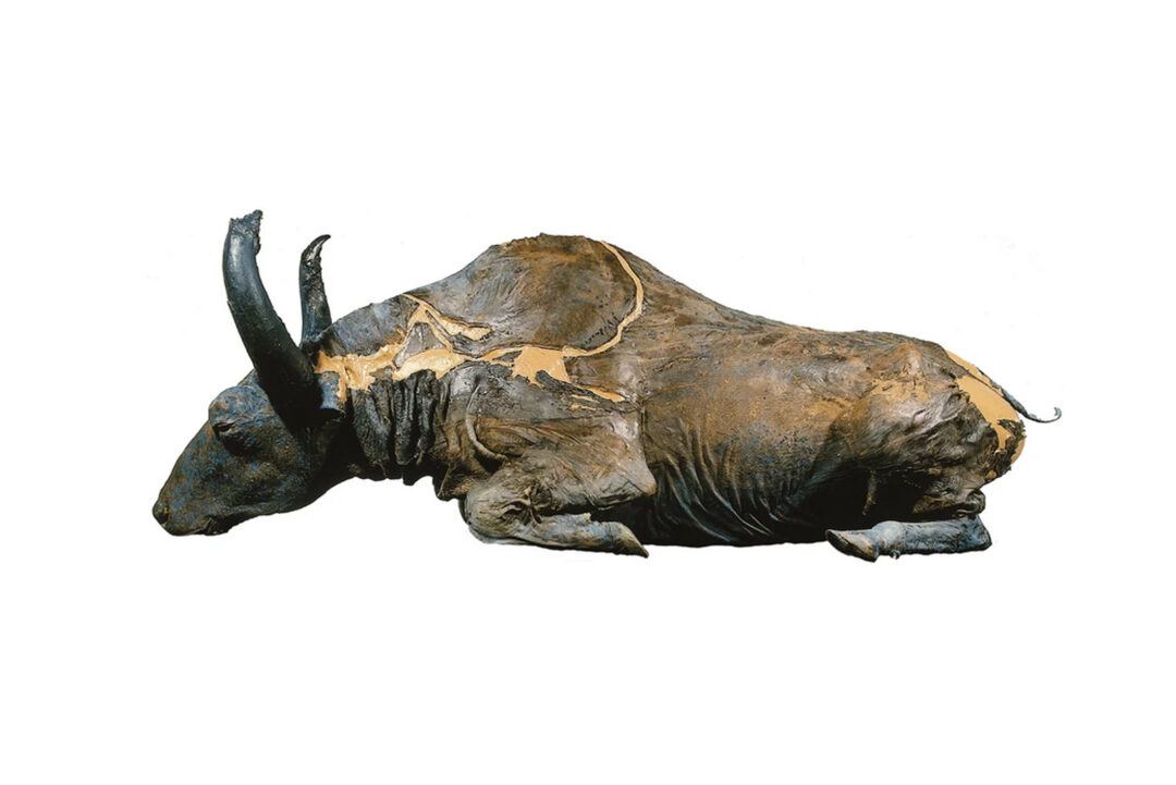 9 Ancient Animals Preserved Perfectly In Ice