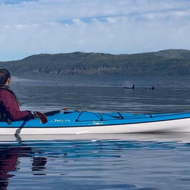 27 Of The Most Incredible Animal Experiences You Can Have Around the ...