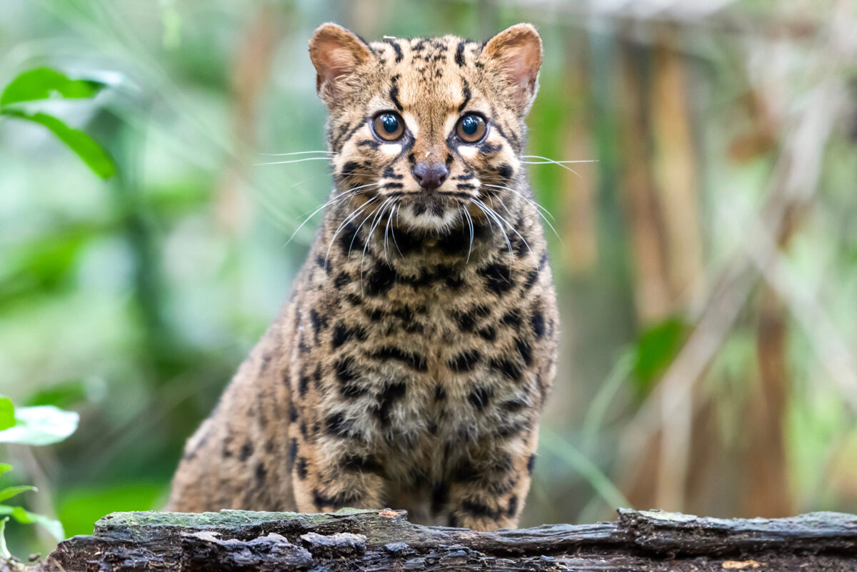 9 Rare And Mysterious Big Cats That Are Hard To Find In The Wild