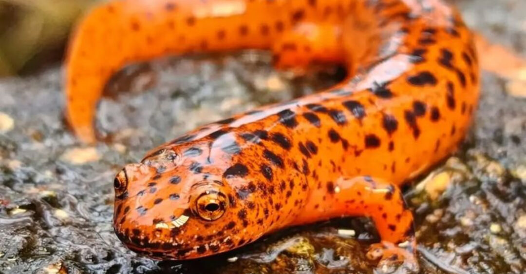 Meet 15 Of The World’s Most Beautiful Red Animals