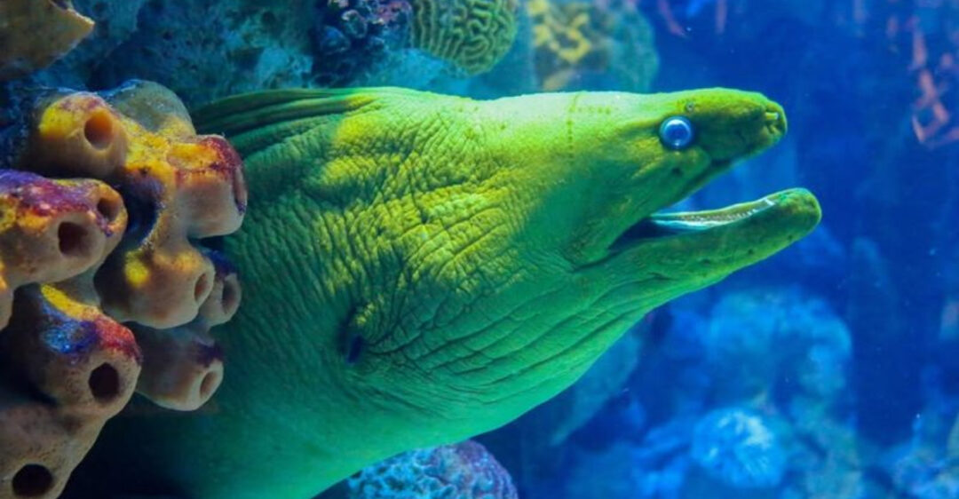 Meet 16 Ocean Predators That Are Far More Dangerous Than Sharks