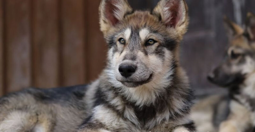 Meet The 17 Domesticated Dogs With Wolf DNA