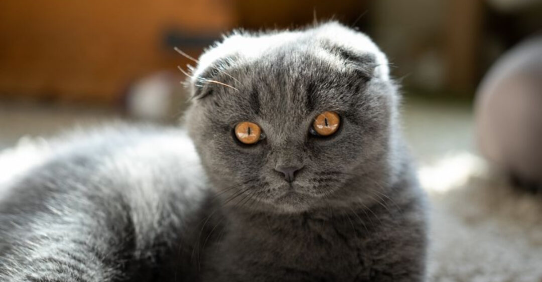 Meet The Sweethearts: 22 Cat Breeds With The Softest Souls