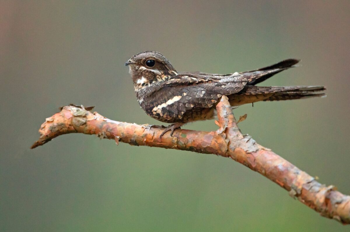 11 Amazing Animals That See Perfectly In The Dark