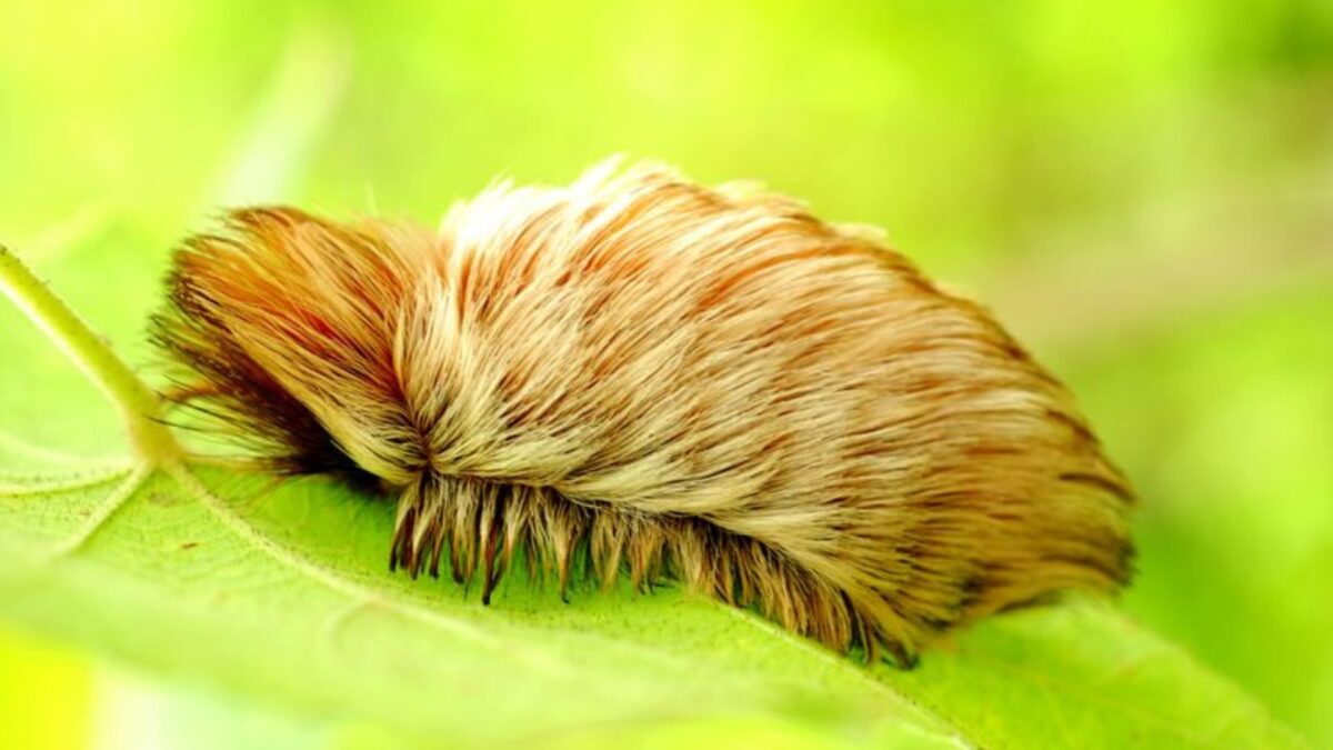 North America’s Top 20 Most Venomous Creatures - Animalko