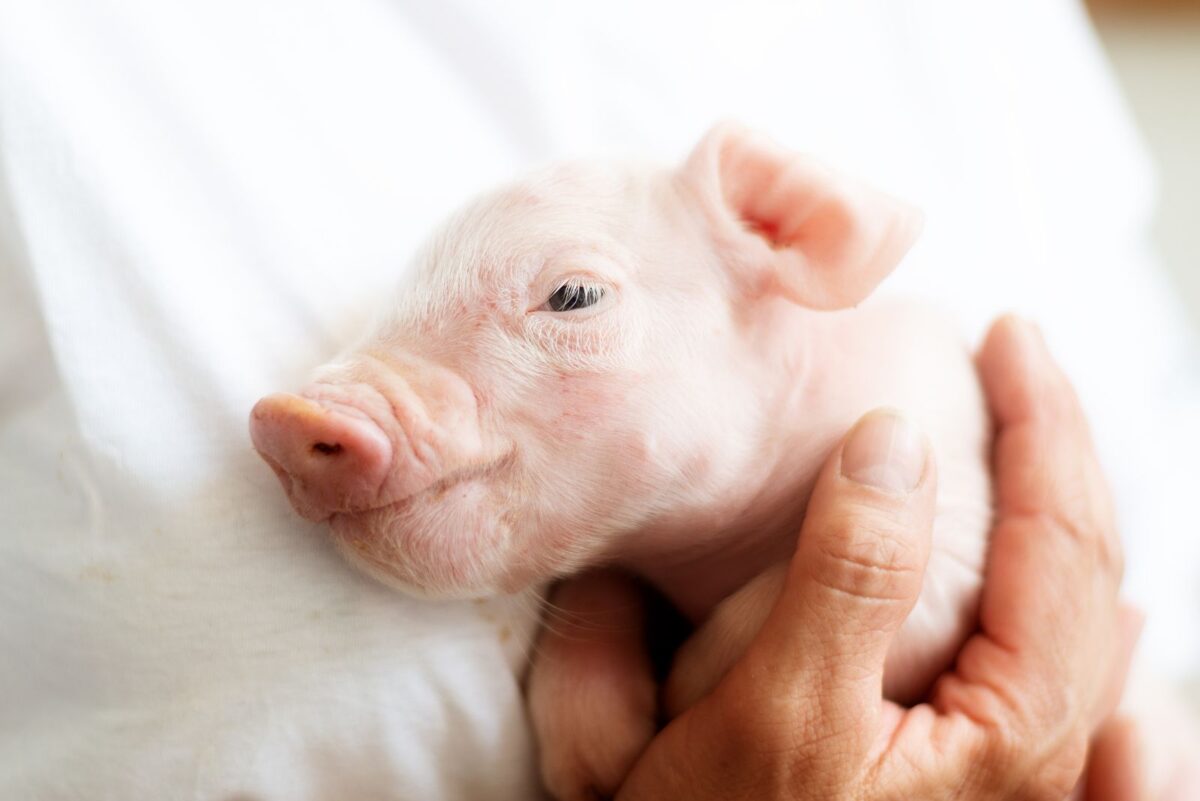 12 Animals That Are Surprisingly Emotional And Compassionate