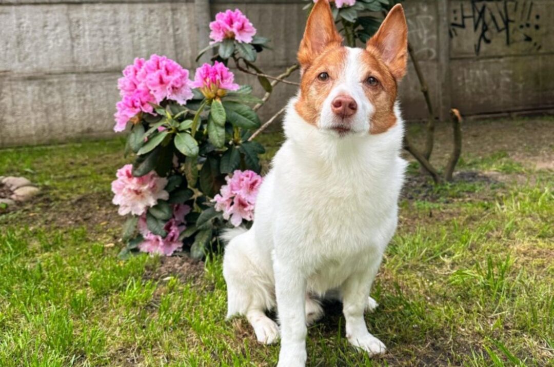 12 New AKC Dog Breeds That Will Leave You Breathless