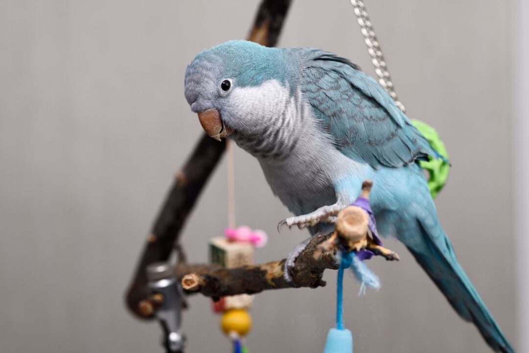 10 Incredible Birds That Can Learn To Speak