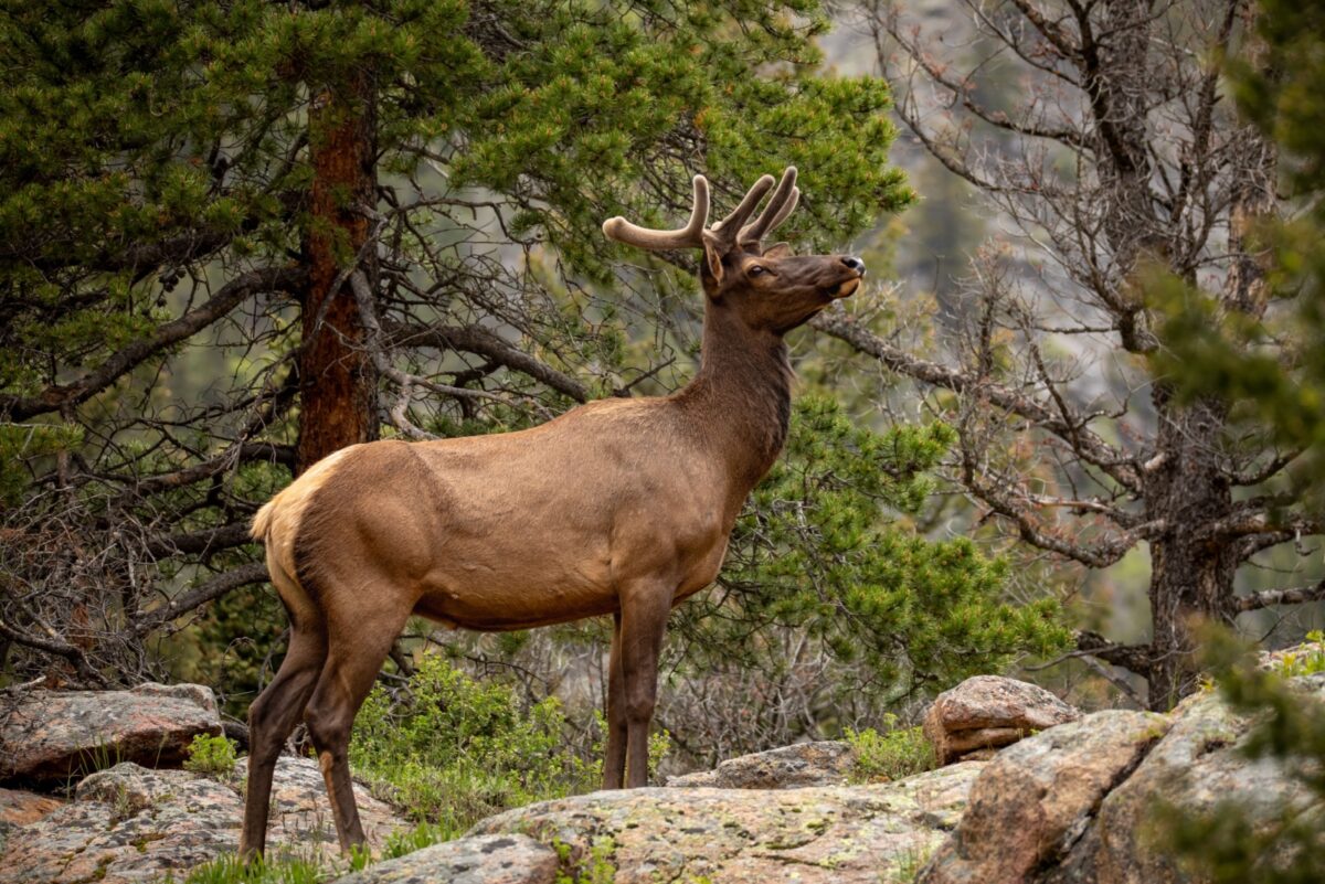 15 Amazing Animals Roaming Wild In U.S. National Parks