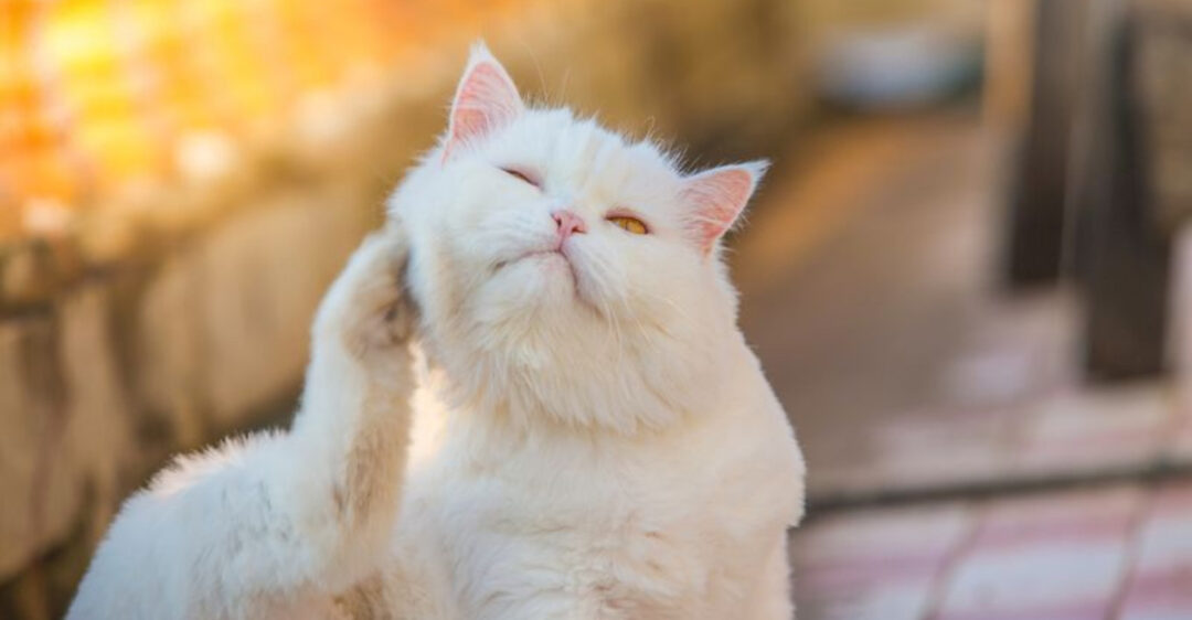 Say Goodbye To The Scratch: 17 Ways To Help Your Itchy Cat
