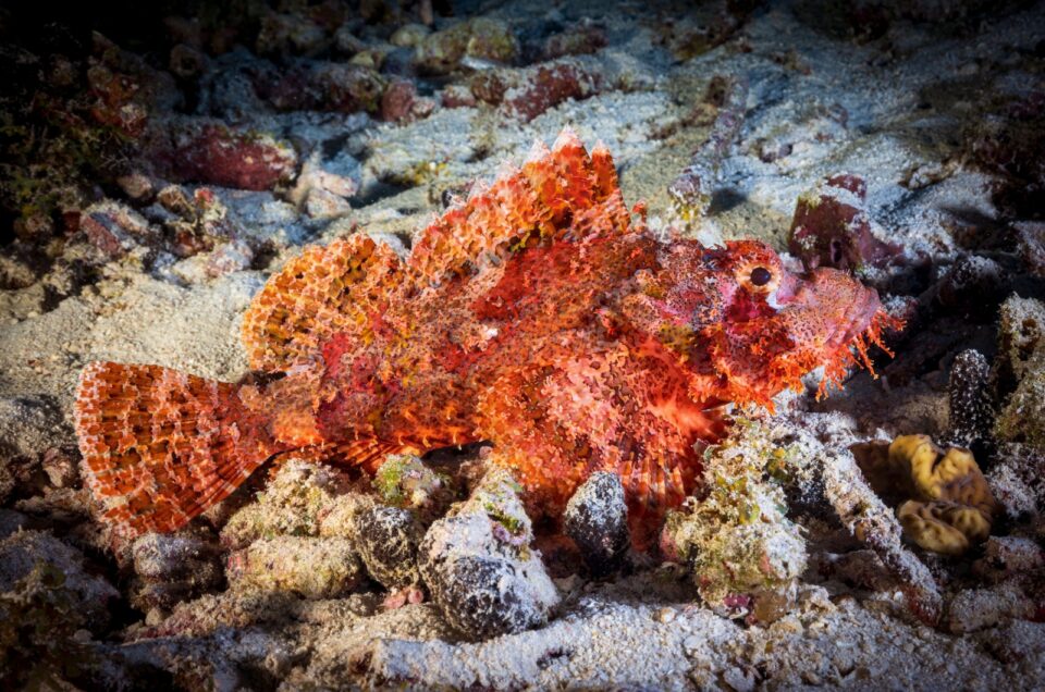 12 Dangerous Sea Creatures You Might Encounter At The Beach - Animalko