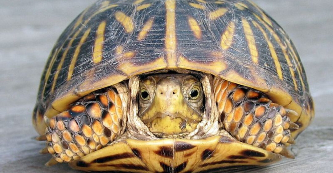 Shell Shocked: 17 Things You Never Knew About Tortoise Shells