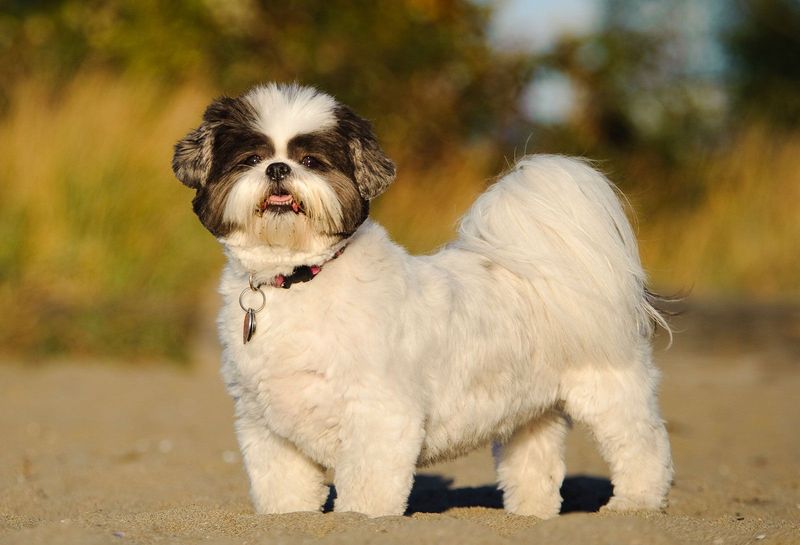 15 Low-Maintenance Dog Breeds Ideal For Busy Owners - Animalko