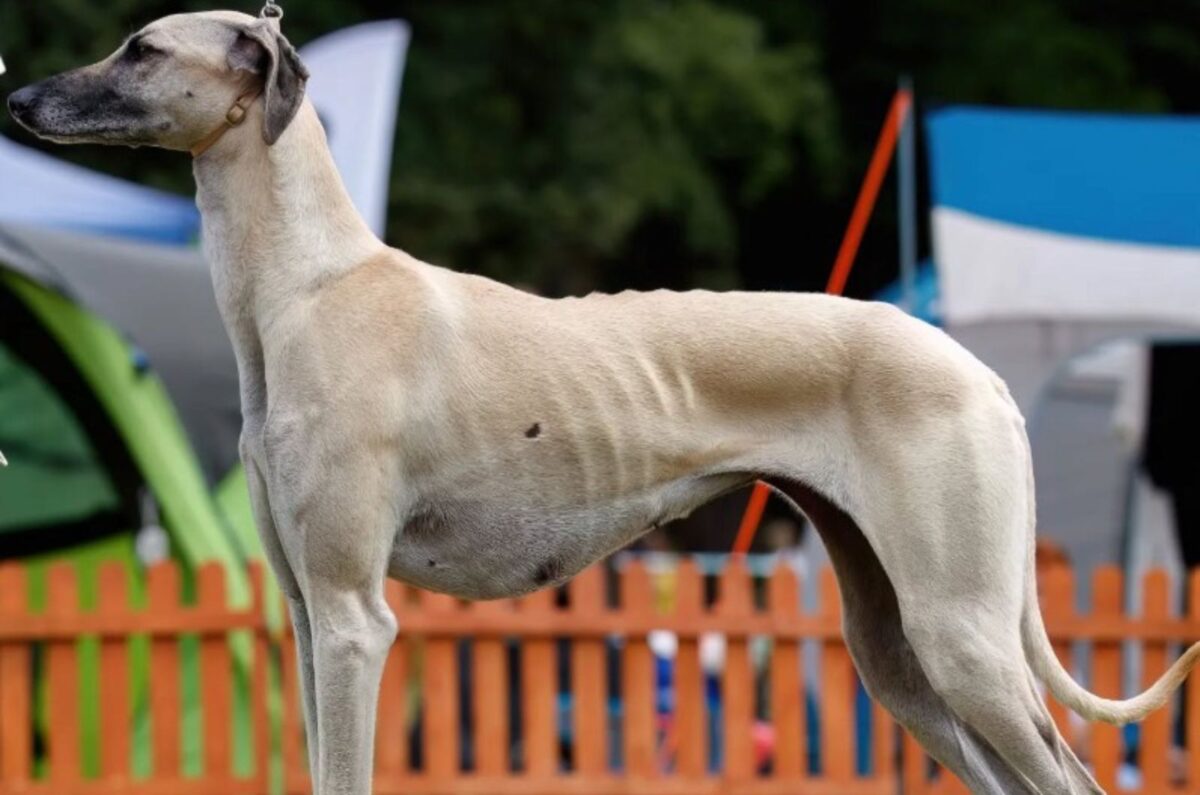12 New AKC Dog Breeds That Will Leave You Breathless