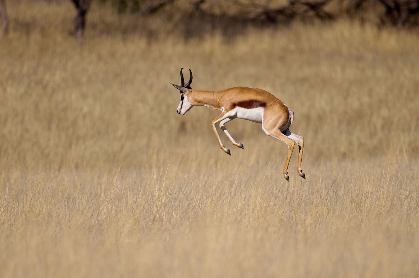11 Incredible Animals With Jaw-Dropping Jumping Skills