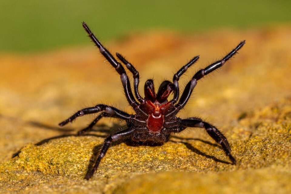 9 Of The Most Dangerous Spiders Ranked By Their Venom Strength