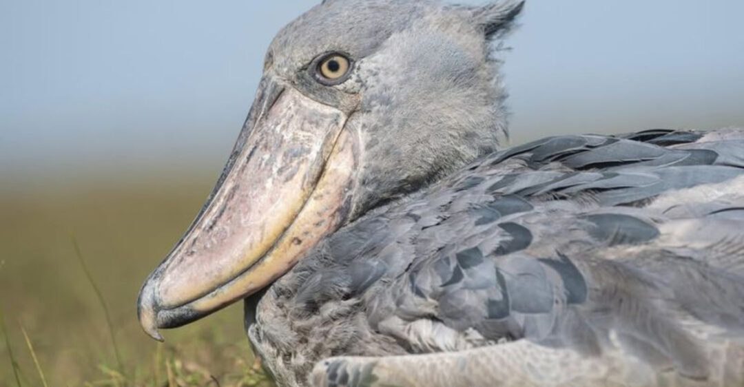 The 27 Most Unusual Birds You’ll Ever Lay Eyes On