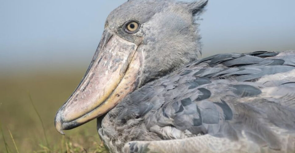 The 27 Most Unusual Birds You’ll Ever Lay Eyes On