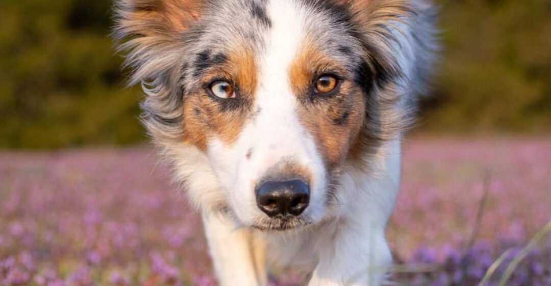 The Ultimate Zombie Apocalypse Pack: 24 Dog Breeds That Could Save You