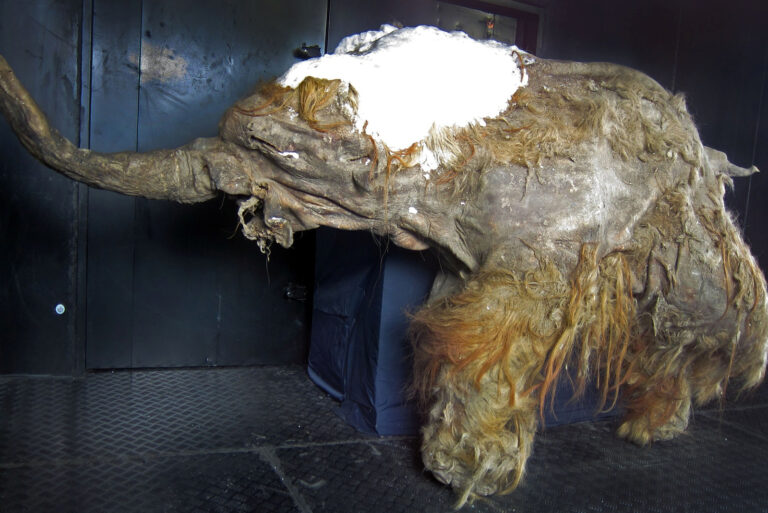 9 Ancient Animals Preserved Perfectly In Ice