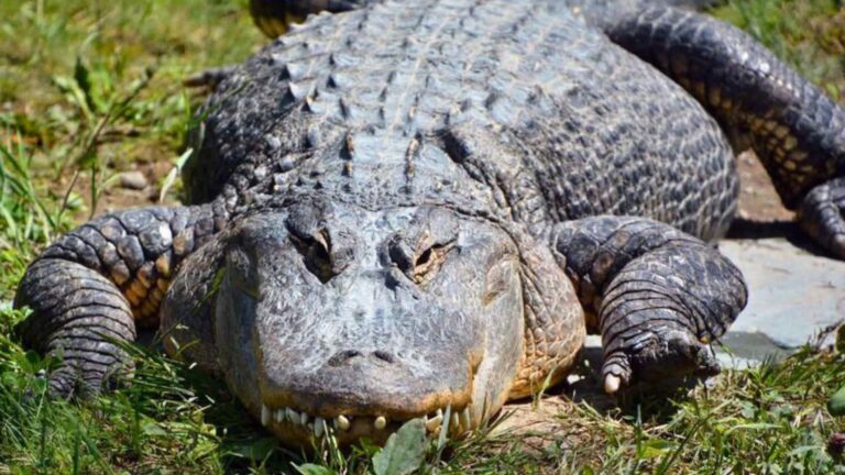 These Are The Biggest Reptiles Ever Found In Each State - Animalko