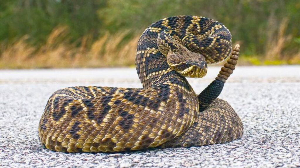 These Are The Biggest Snakes Ever Spotted In Each State - Animalko