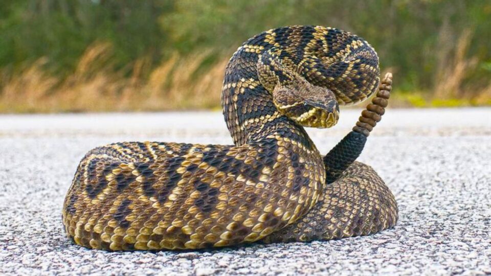 These Are The Biggest Snakes Ever Spotted In Each State - Animalko
