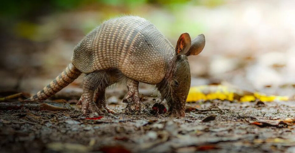 Top 10 Animals And Wildlife In Texas