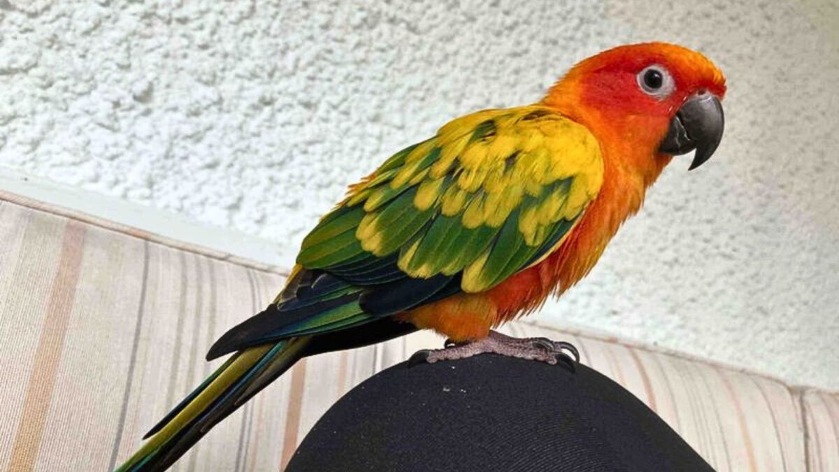 Top 10 Pet Birds That Are Surprisingly Easy To Train