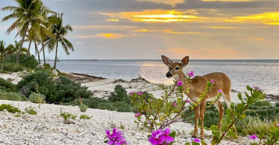 Top 11 Animals And Wildlife In Florida