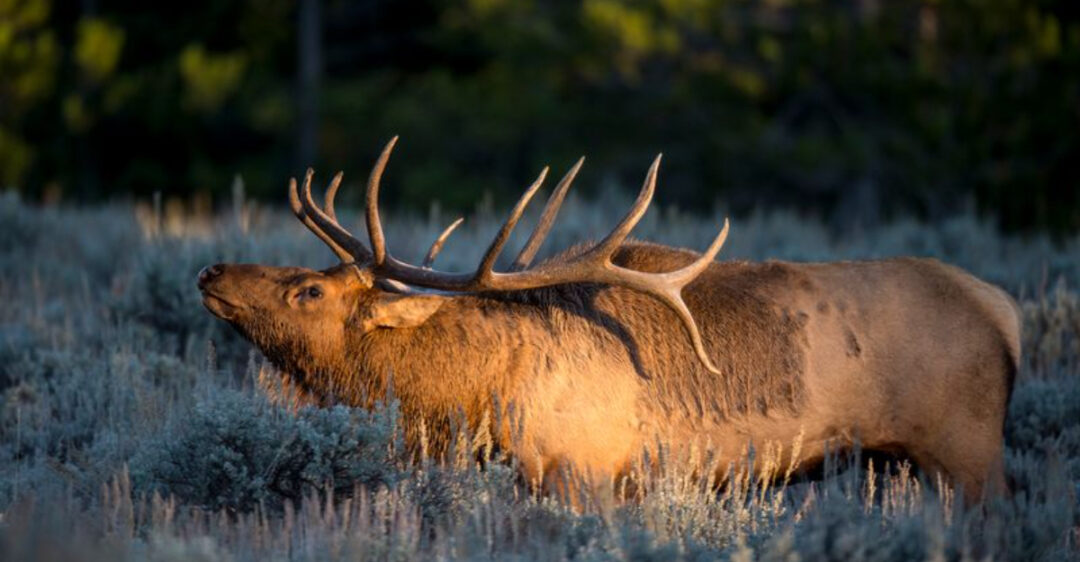 Top 12 Animals And Wildlife In Nevada