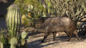 Top 14 Animals And Wildlife In Arizona