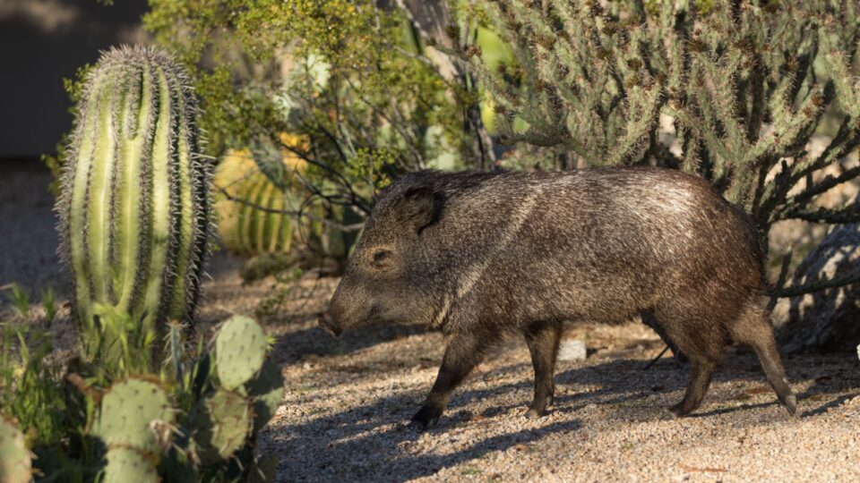 Top 14 Animals And Wildlife In Arizona