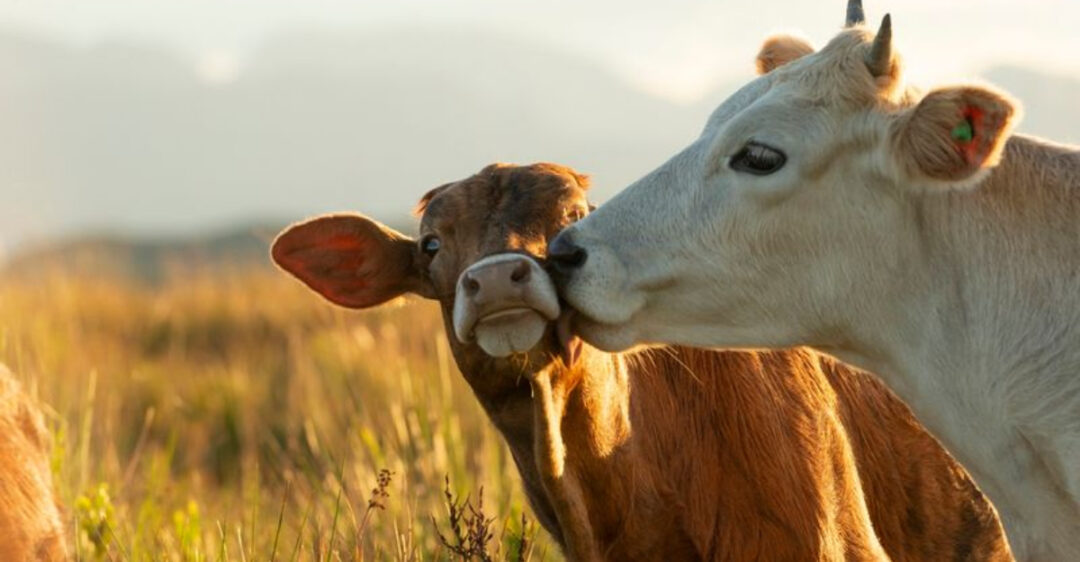 Top 15 Most Beloved And Iconic Farm Animals