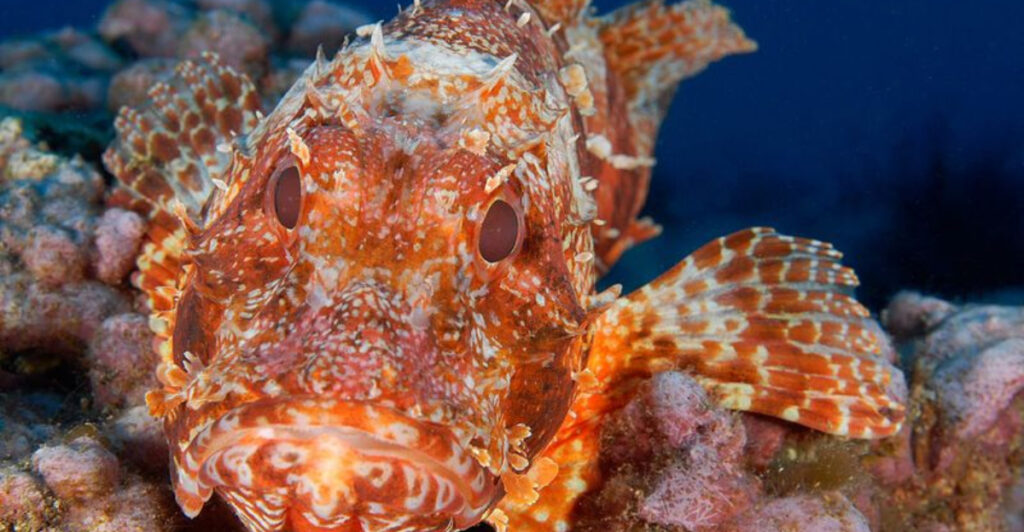Watch Out! 14 Dangerous Sea Creatures You Could Meet At The Beach