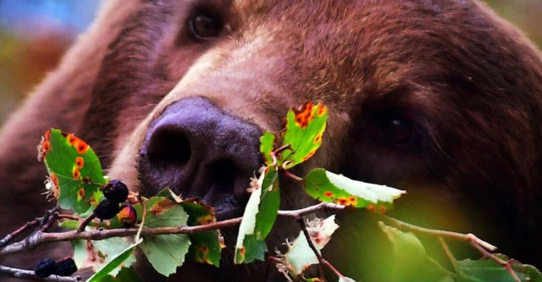 What Smells Attract Bears To Your Yard: 9 Most Common Scents