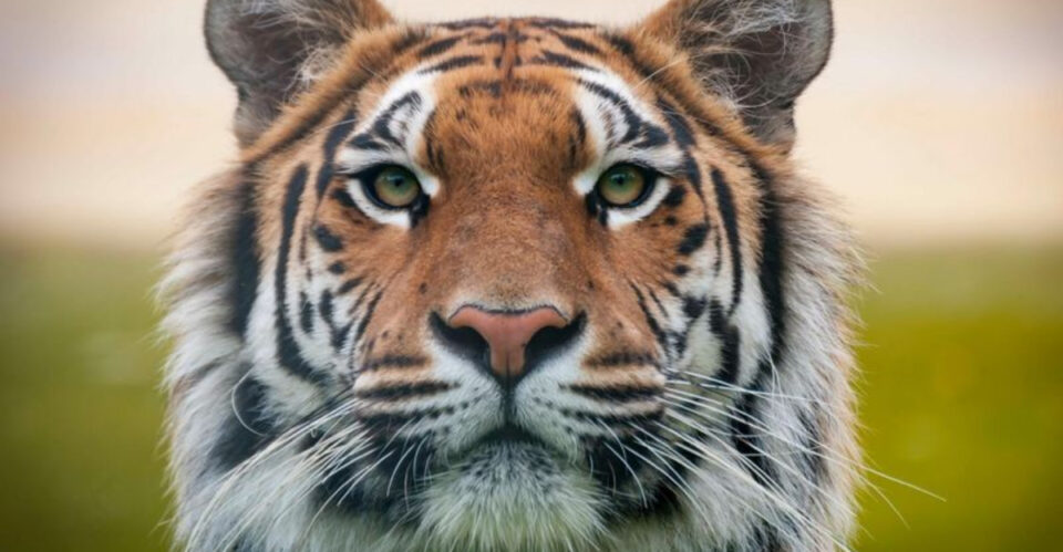 What Would Happen If Humans Disappeared? 14 Animals That Could Take Over