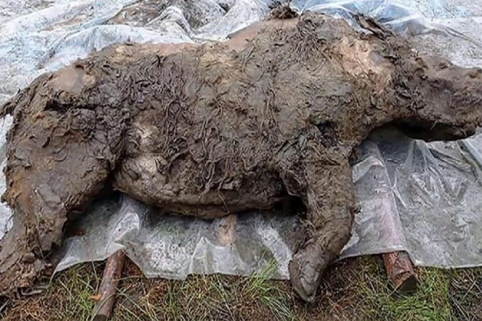 9 Ancient Animals Preserved Perfectly In Ice