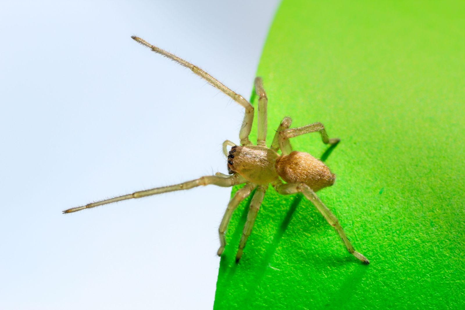 9 Of The Most Dangerous Spiders Ranked By Their Venom Strength