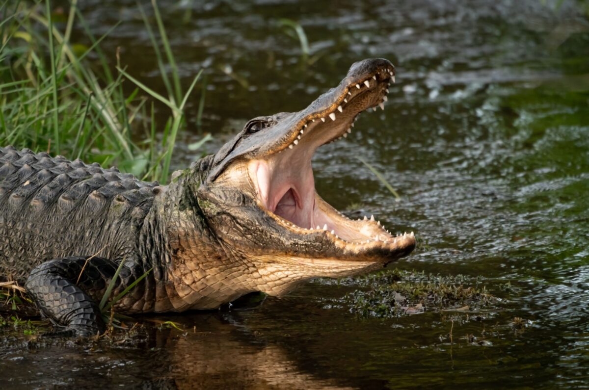 7 Most Dangerous Crocodile Species Ranked By Aggression And Attack Records