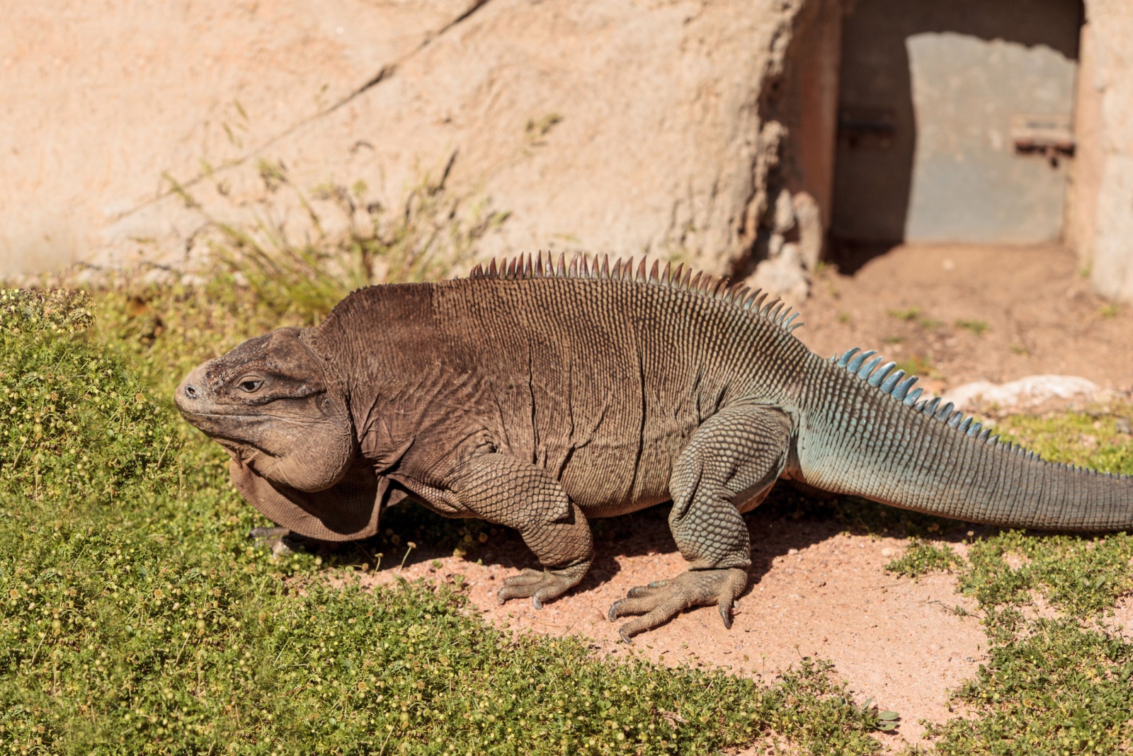 9 Animals That Are The Last Of Their Species