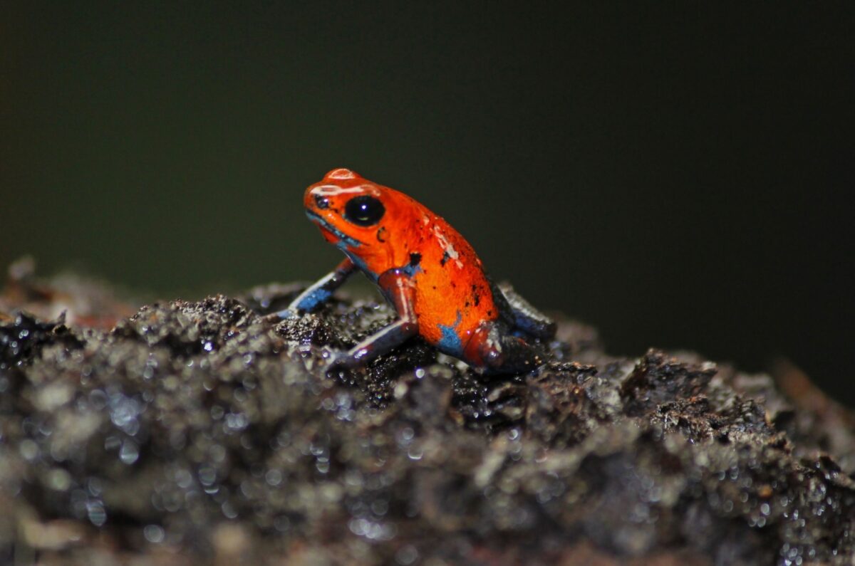 15 Most Venomous Creatures On Earth You Should Steer Clear Of