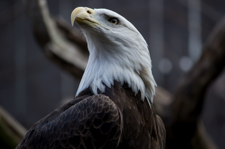 15 Best U.S. States To Spot Bald Eagles In Nature