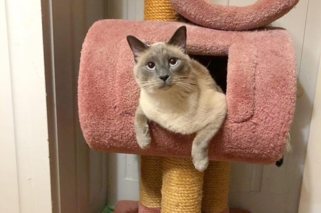 13 Beautiful Snowshoe Cat Colors And Coat Patterns You’ll Fall In Love With