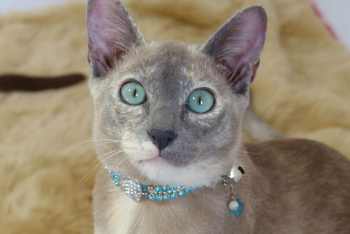 13 Cat Breeds With Stunning Blue Fur That Will Captivate You