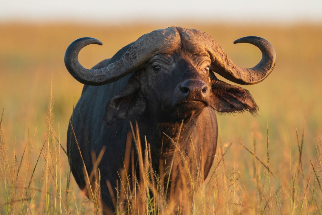 12 Of The Most Powerful Animals On Earth