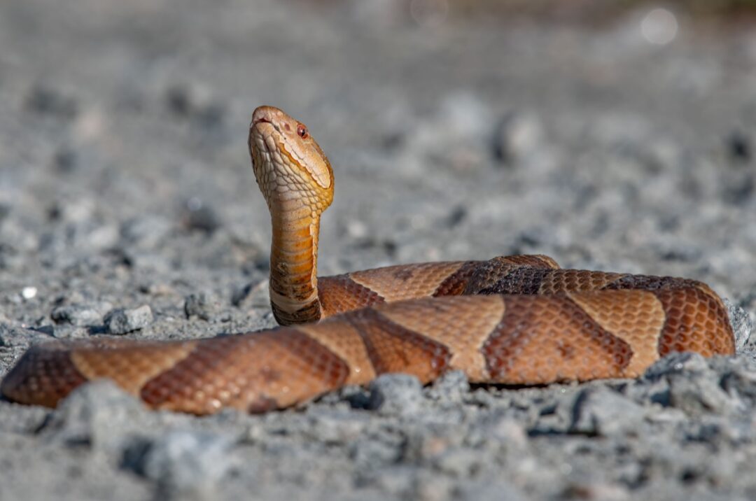 15 States Where Copperhead Snakes Thrive And How To Avoid Them