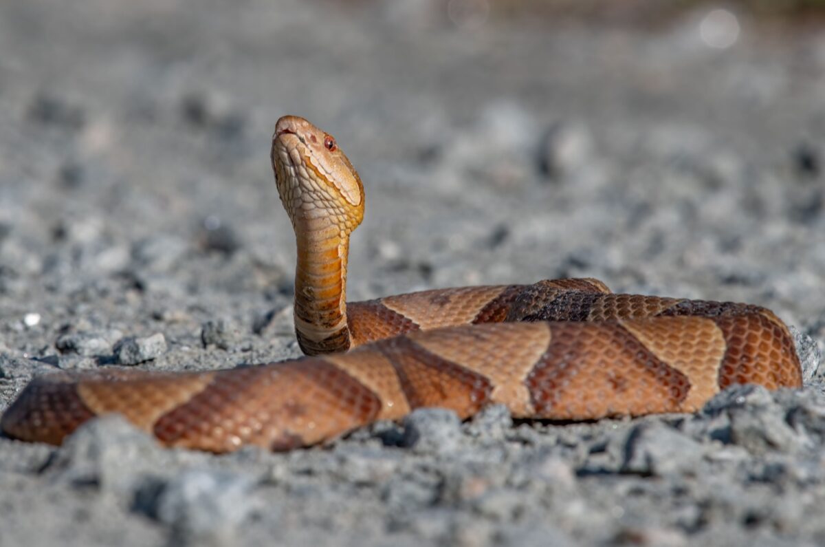 15 States Where Copperhead Snakes Thrive And How To Avoid Them